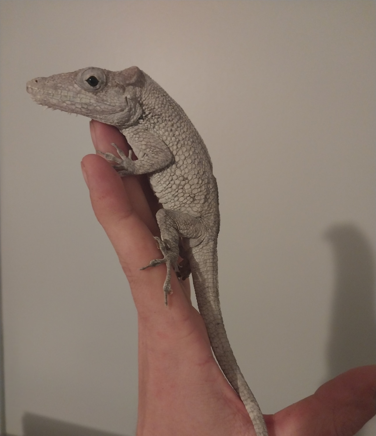 Cuban False Chameleon Anole by Curiosity Zoo - MorphMarket
