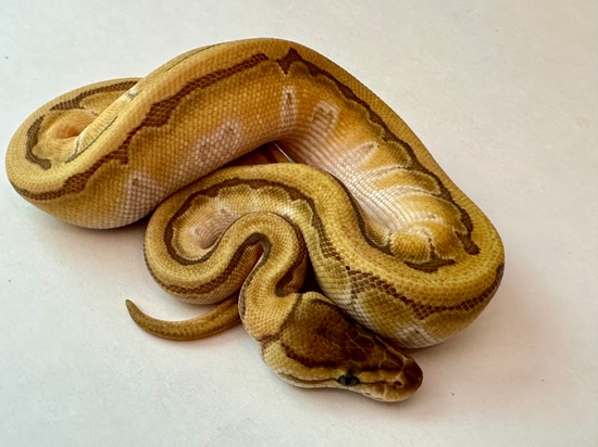 Butter Pinstripe Enchi Het DG Het Clown Ball Python by Origin Exotics