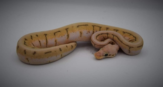 Spinner Blast Ghost Ball Python by Cursed Exotics