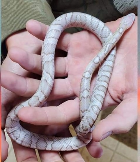 Phantom Corn Snake by Sneaky Snakes