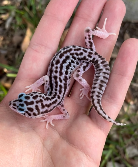 Supersnow Eclipses (Galaxy) Leopard Gecko by Reptilectrix Exotics