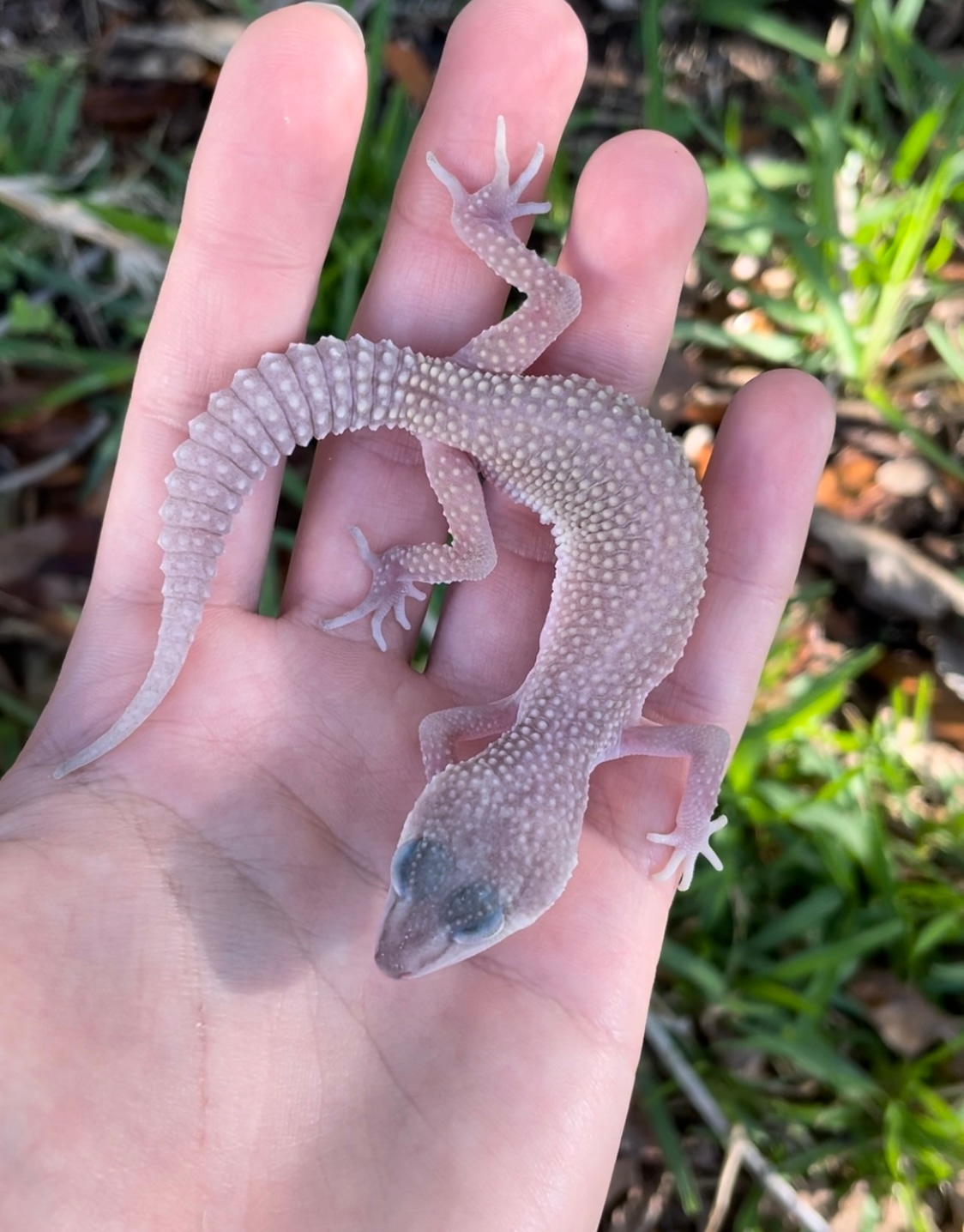 Blizzard Poss Het Eclipse Leopard Gecko by Reptilectrix Exotics ...