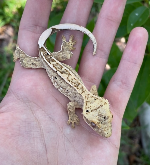 Yellow Harlequin Partial Pin Crested Gecko by Reptilectrix Exotics