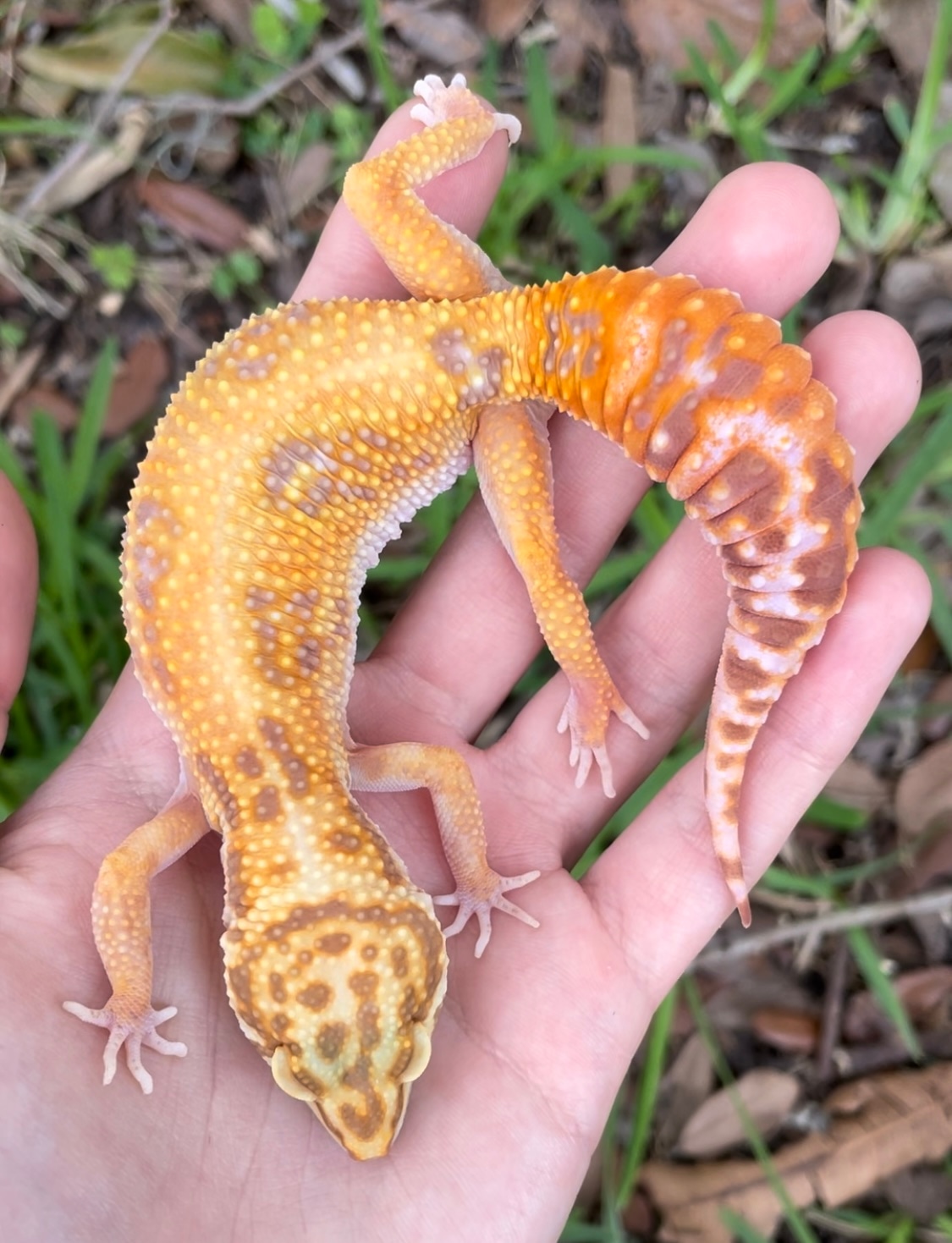 Tangerine Tremper Leopard Gecko by Reptilectrix Exotics - MorphMarket