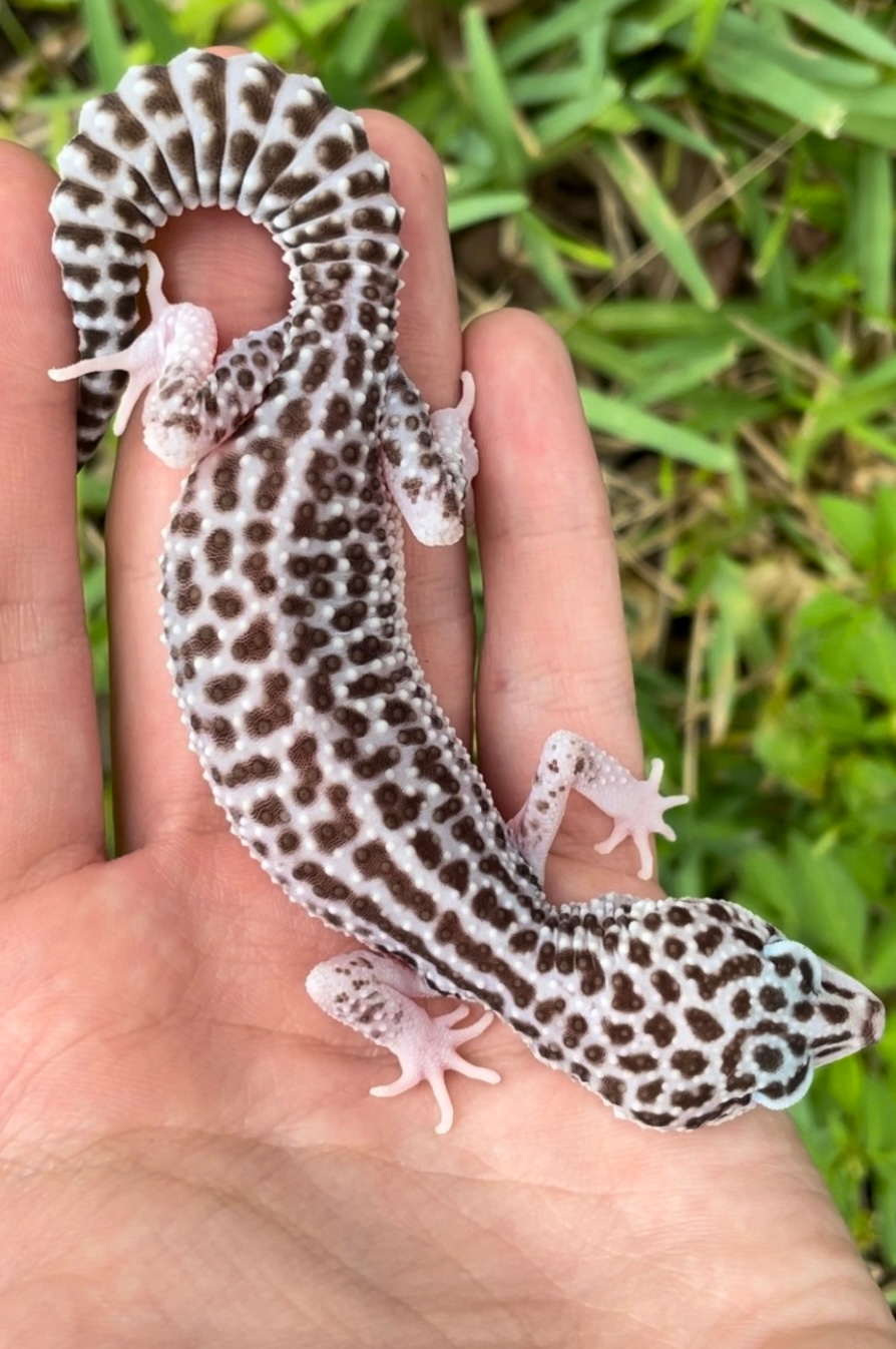 Supersnow Eclipse Het Tremper Leopard Gecko by Reptilectrix Exotics ...