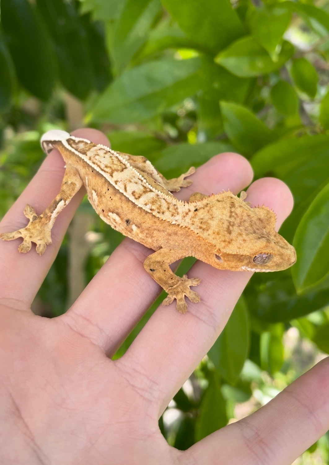 Yellow Harlequin Partial Pin Crested Gecko by Reptilectrix Exotics ...