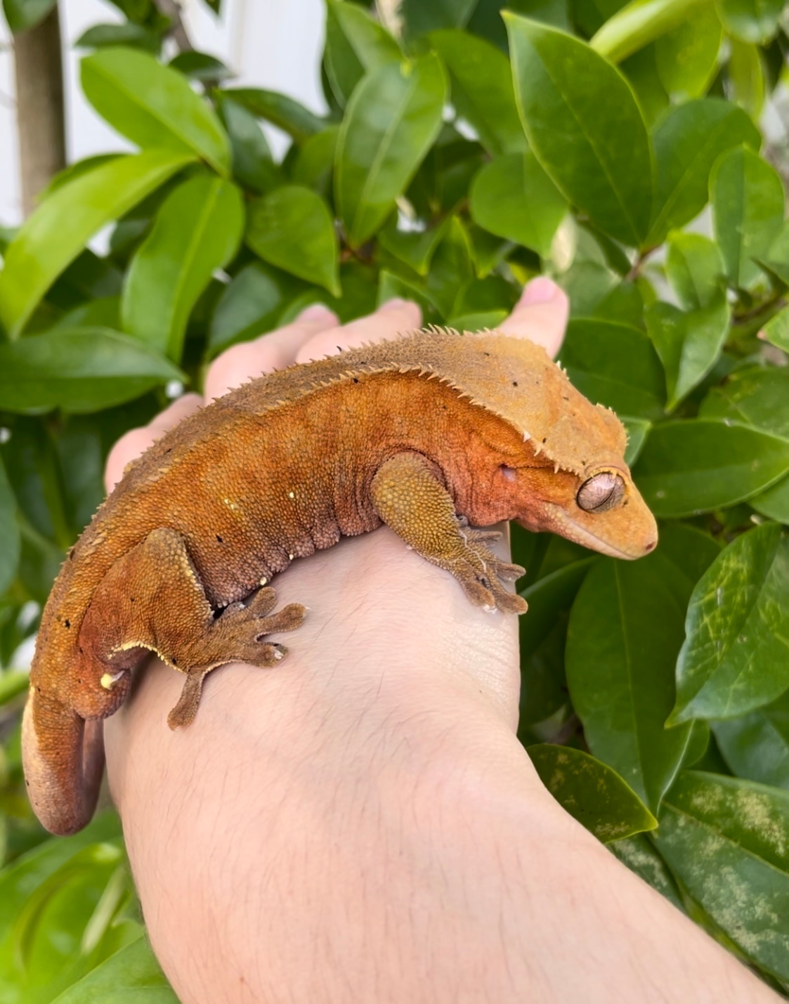 Red Phantom Crested Gecko by Reptilectrix Exotics - MorphMarket