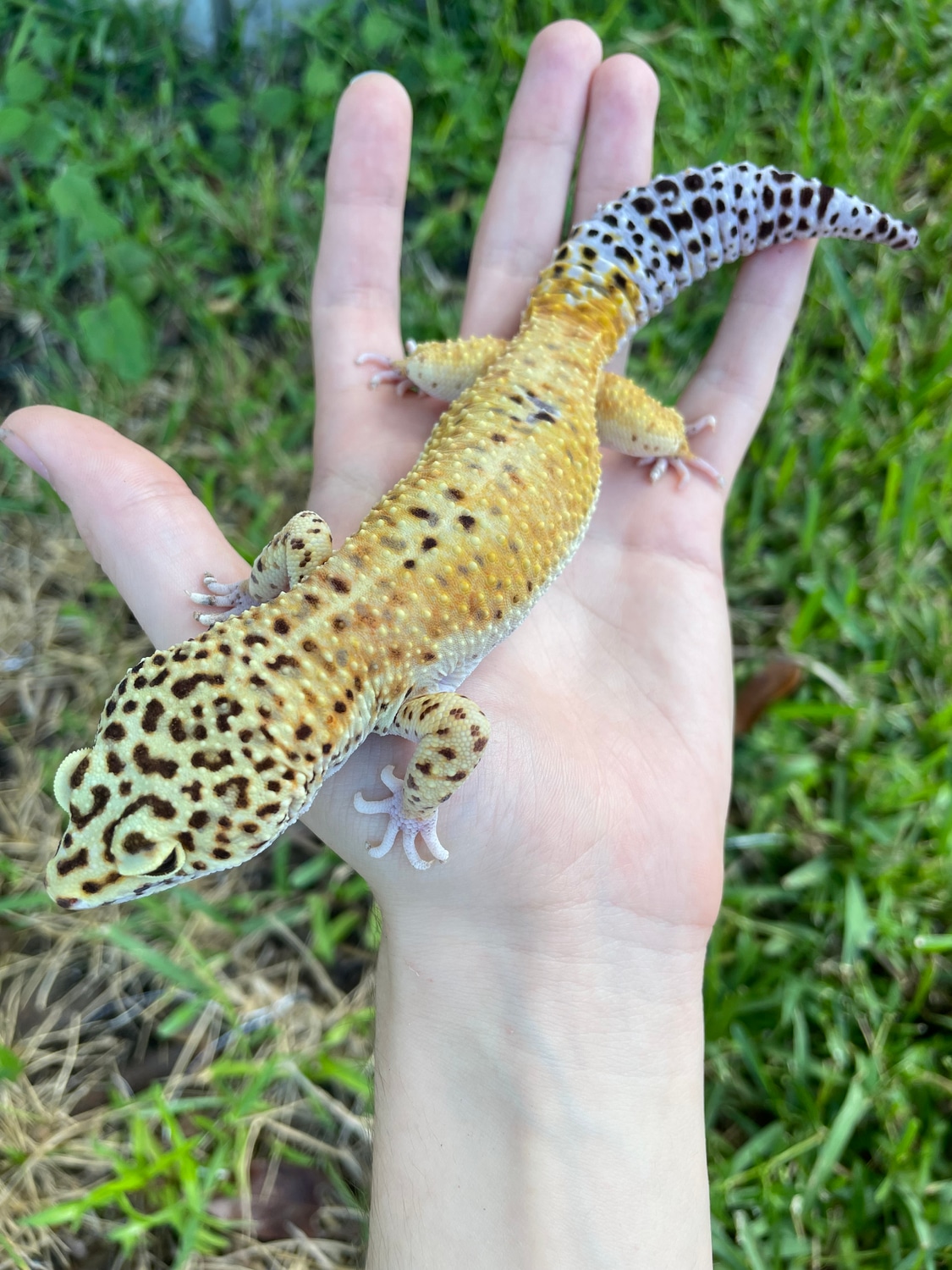 Hypo Leopard Gecko by Reptilectrix Exotics - MorphMarket