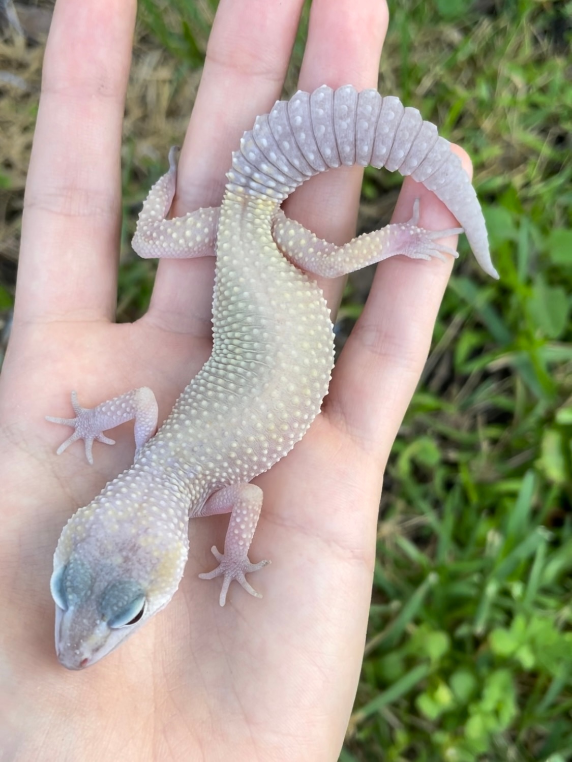 High Yellow Blizzard Leopard Gecko by Reptilectrix Exotics - MorphMarket