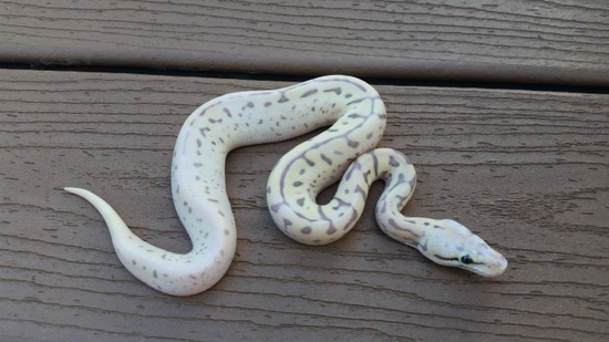Fire Leopard Killer Bee Poss Calico Ball Python by Custer Constriction