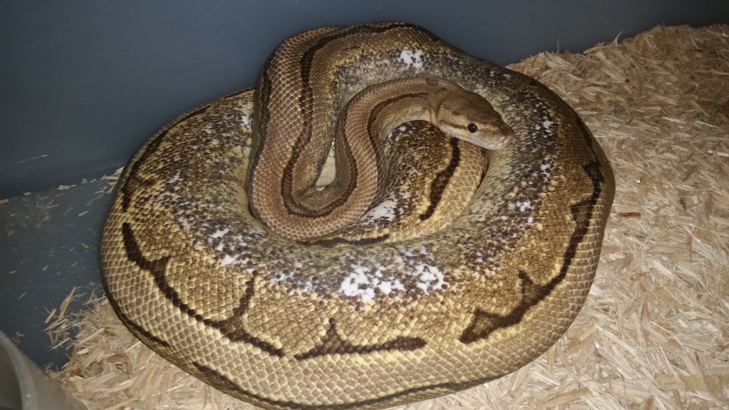 Fire Pinstripe Calico Ball Python by Custer Constriction - MorphMarket