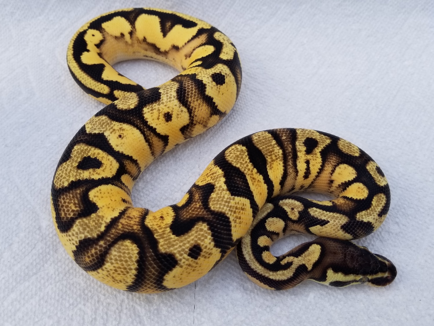 Pastel OD YB Het Pied Ball Python by Custer Constriction - MorphMarket
