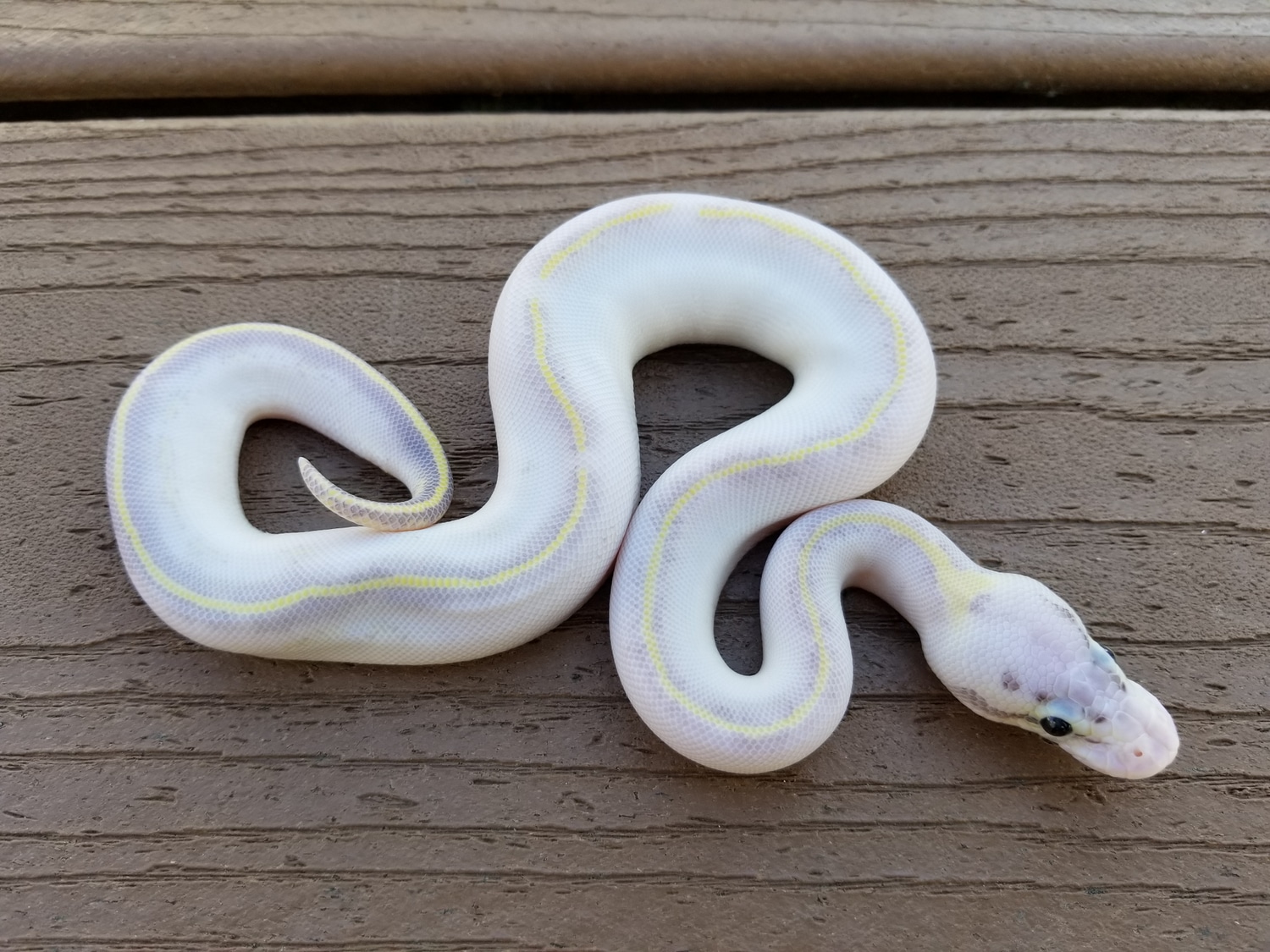 Pastel Ivory Possible Super OD Ball Python by Custer Constriction - MorphMarket