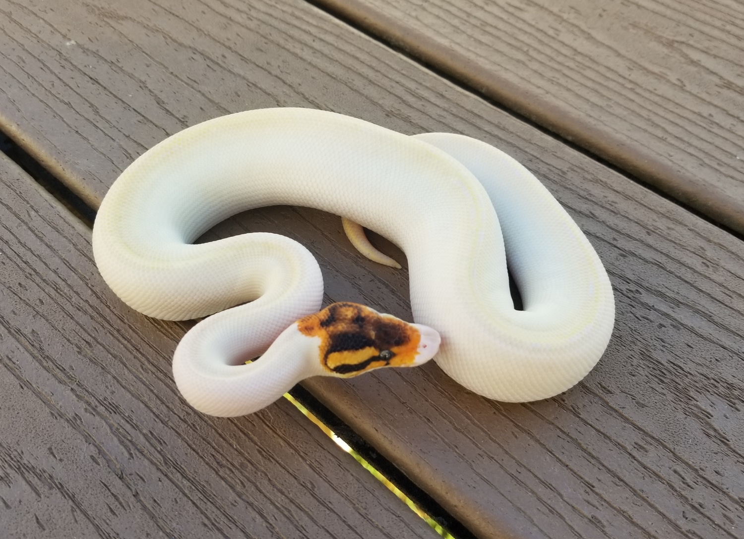 Paradox Orange Dream Ivory Possible Fire Spotnose Ball Python by Custer ...