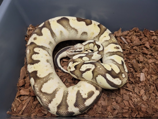 Firefly Calico Ball Python by Custer Constriction