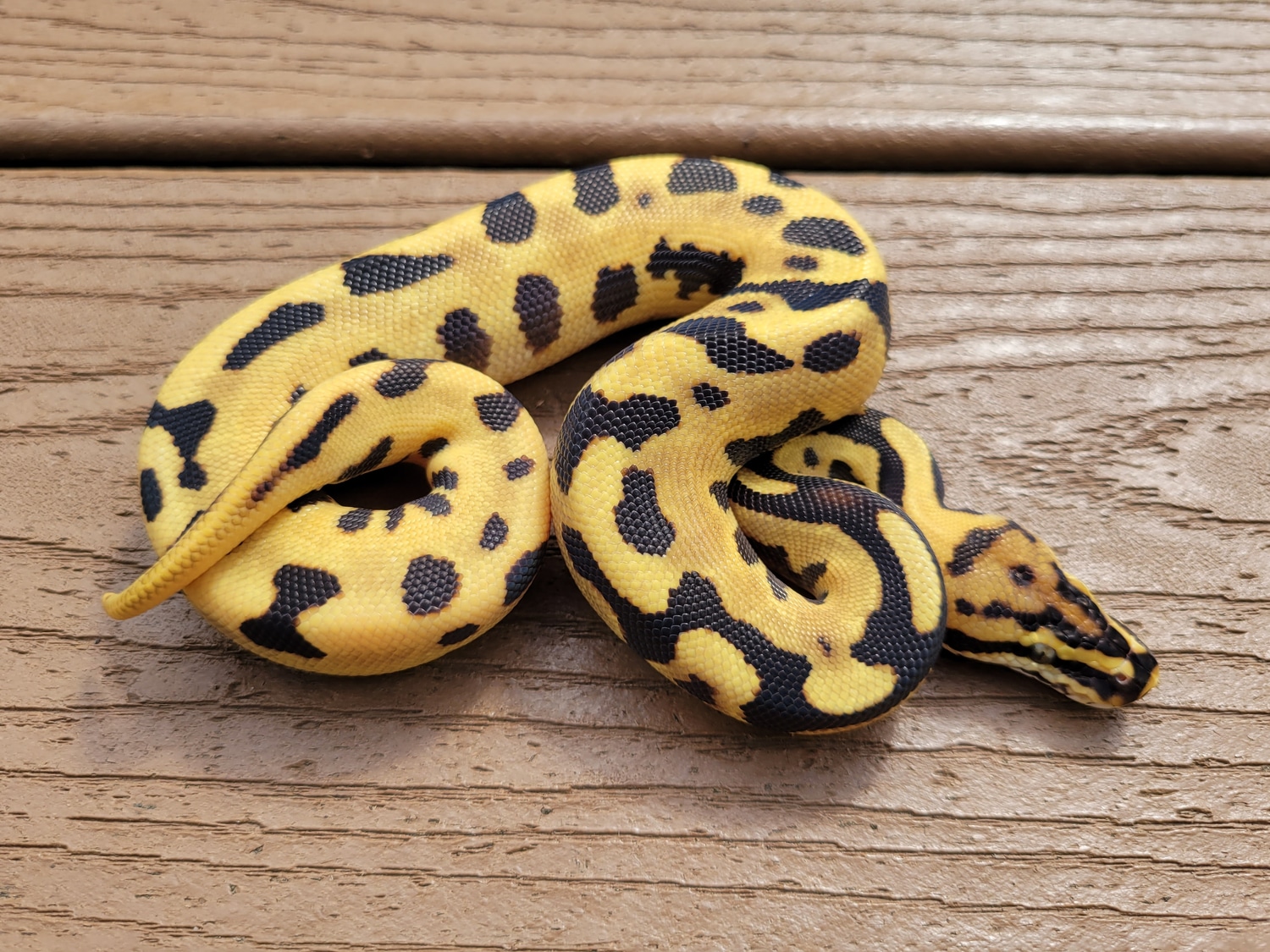 OD Fire Spotnose Leopard Probable YB Ball Python by Custer Constriction ...
