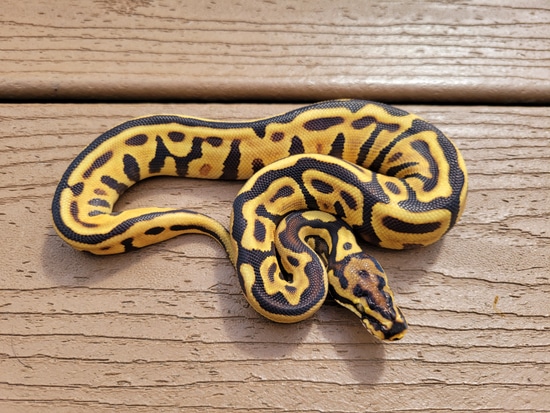 Leopard Spotnose PLUS Ball Python by Custer Constriction