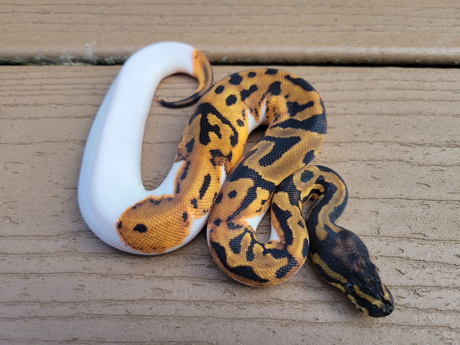 Pied Possible OD Leopard Ball Python by Custer Constriction - MorphMarket