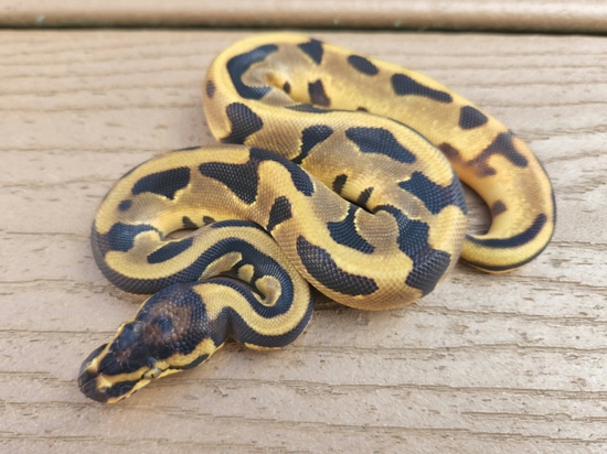 OD Enchi Leopard Het Pied #2 Ball Python by Custer Constriction