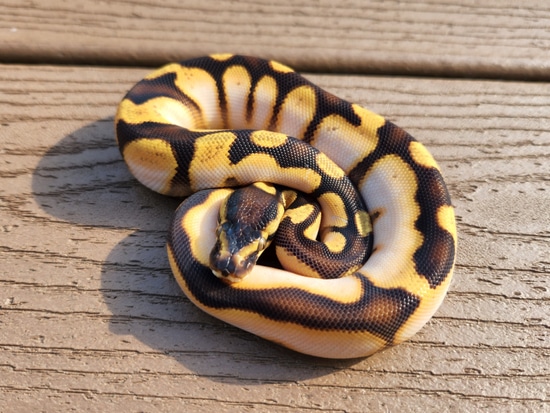 Orange Dream Calico Enchi Ball Python by Custer Constriction