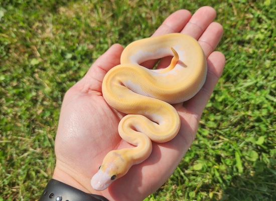 OD Super Fire Possible Calico Enchi Pastel Leopard YB Ball Python by ...