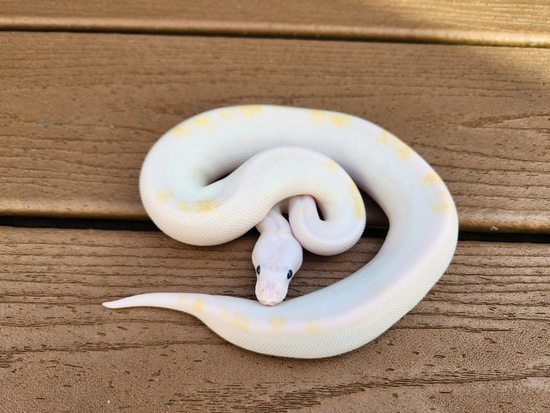 OD Super Fire Possible Calico Enchi Leopard Pastel YB Ball Python by ...
