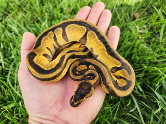 OD Enchi Leopard Het Pied Ball Python by Custer Constriction