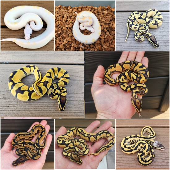 Group Deal#5(4.4) OD Combos Ball Python by Custer Constriction