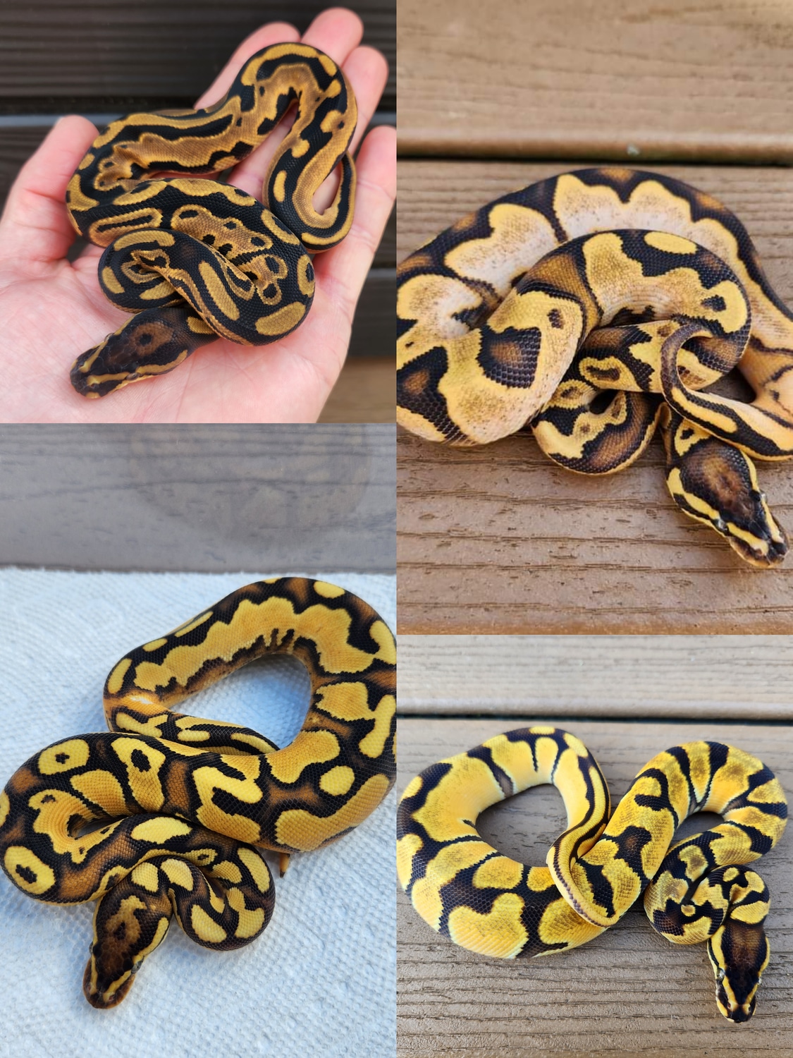 Group Deal#6(2.2) OD Combos Ball Python by Custer Constriction ...