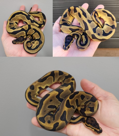 Group Deal#2(1.2) Leopard Het Pied Combos Ball Python by Custer ...