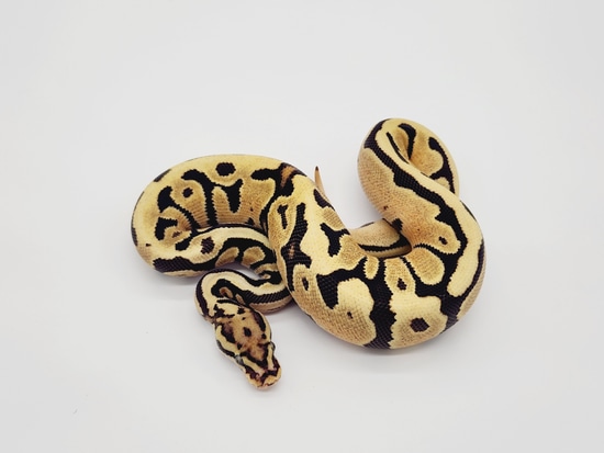 OD Fire Spotnose Ball Python by Custer Constriction