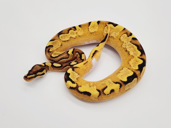 OD Calico Fire YB Ball Python by Custer Constriction