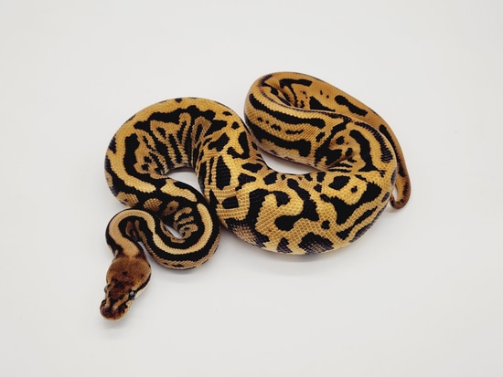 Barnhart Black Pastel Leopard Spotnose Het Clown Ball Python by Custer Constriction