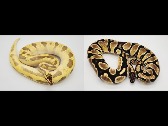 Adult OD Combo Pair Ball Python by Custer Constriction