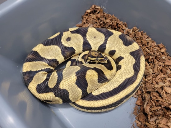 17' Orange Dream YB Leopard Ball Python by Custer Constriction