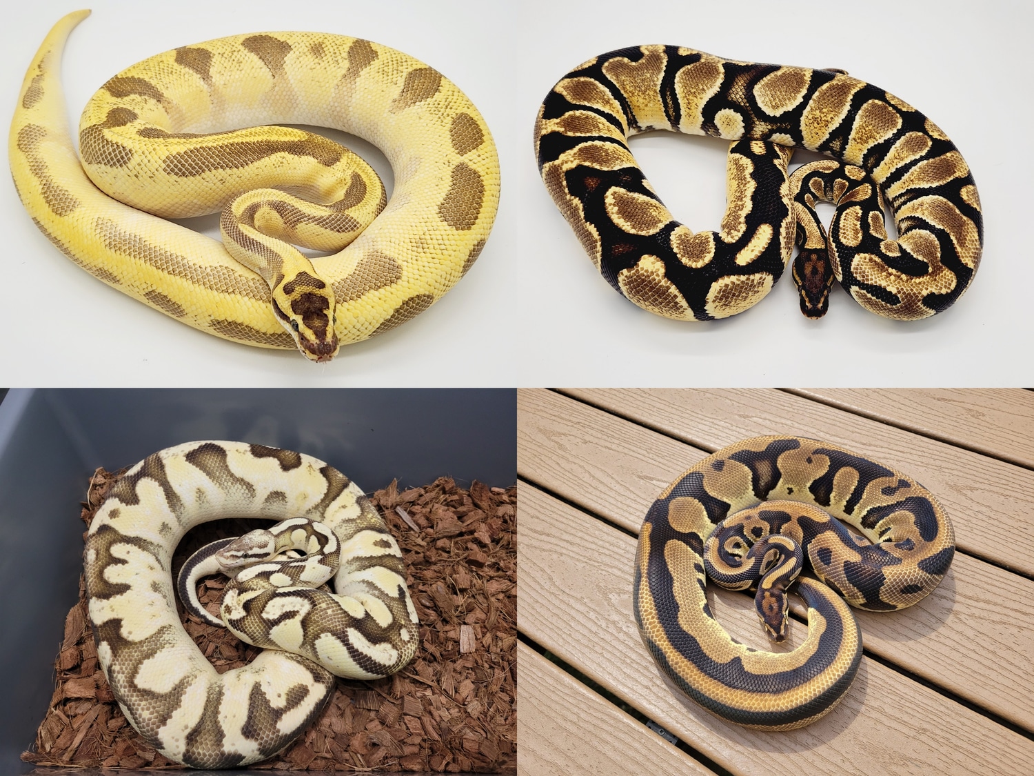 1.3 Breeder Group Ball Python by Custer Constriction - MorphMarket