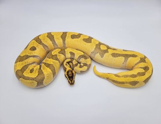 OD Super Enchi Fire Ball Python by Custer Constriction