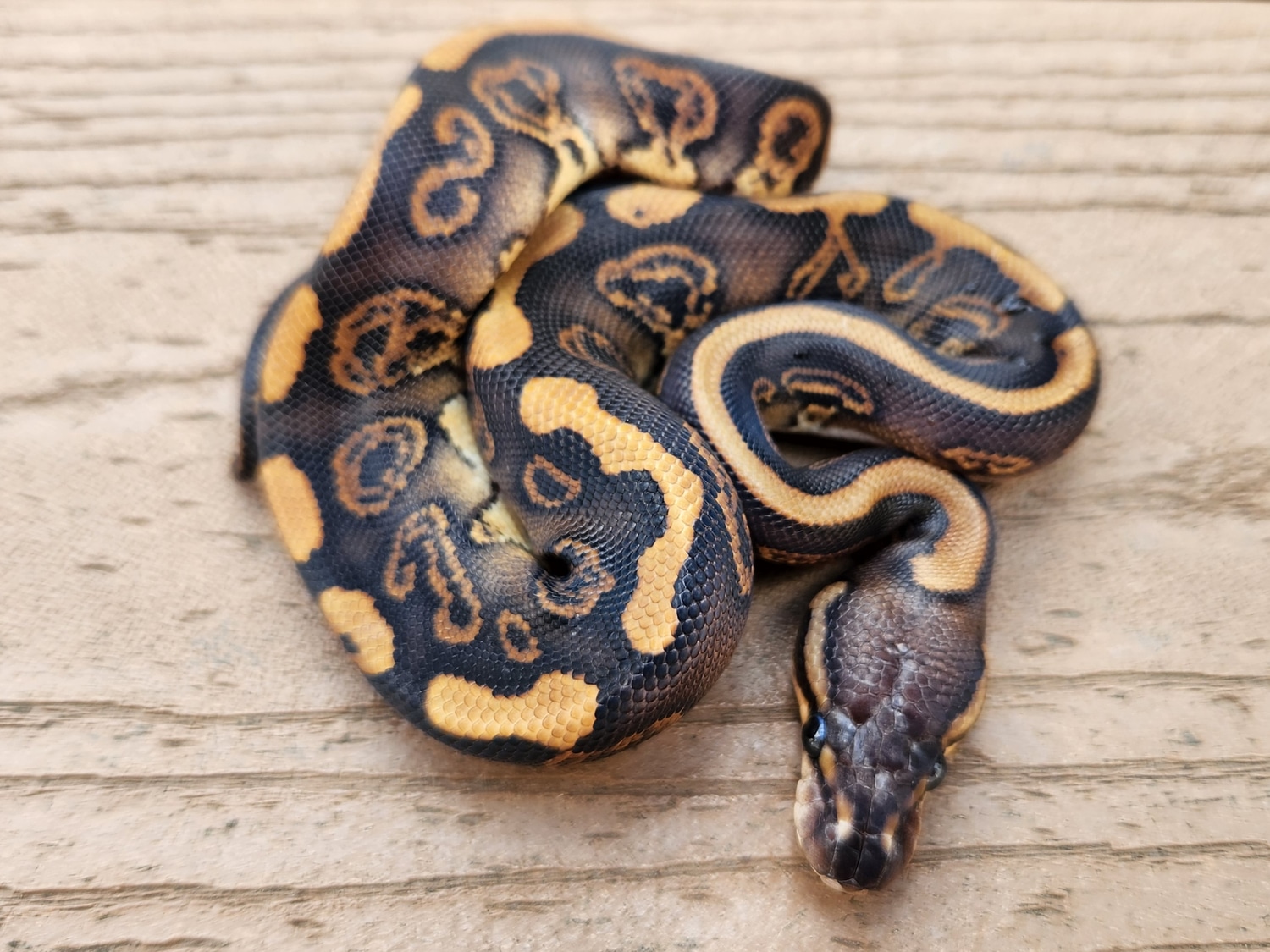 Barnhart Black Pastel Probable Red Stripe Yellowbelly 66% Het Clown ...