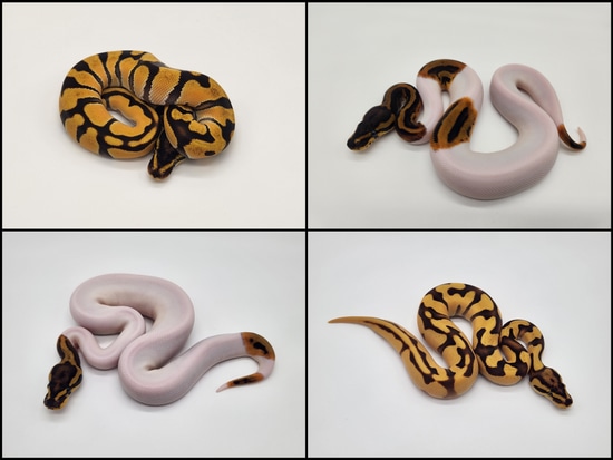 23Group#1(Pied And Super OD Combos) Ball Python by Custer Constriction