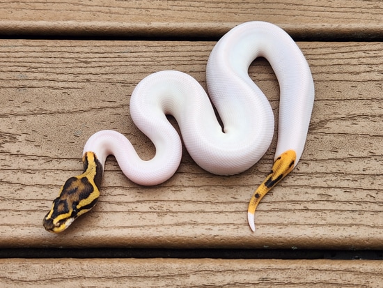 Fire Leopard Pied Ball Python by Custer Constriction
