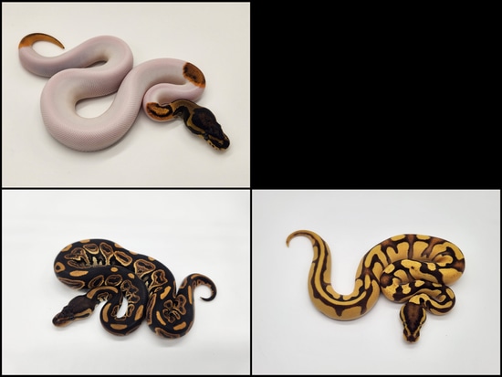 2023 Group#2 Ball Python by Custer Constriction