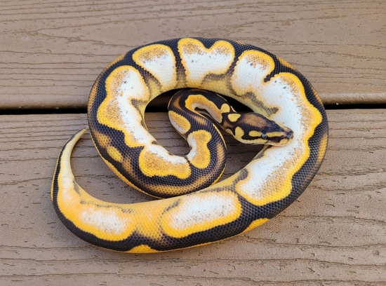 Super OD Calico Ball Python by Custer Constriction