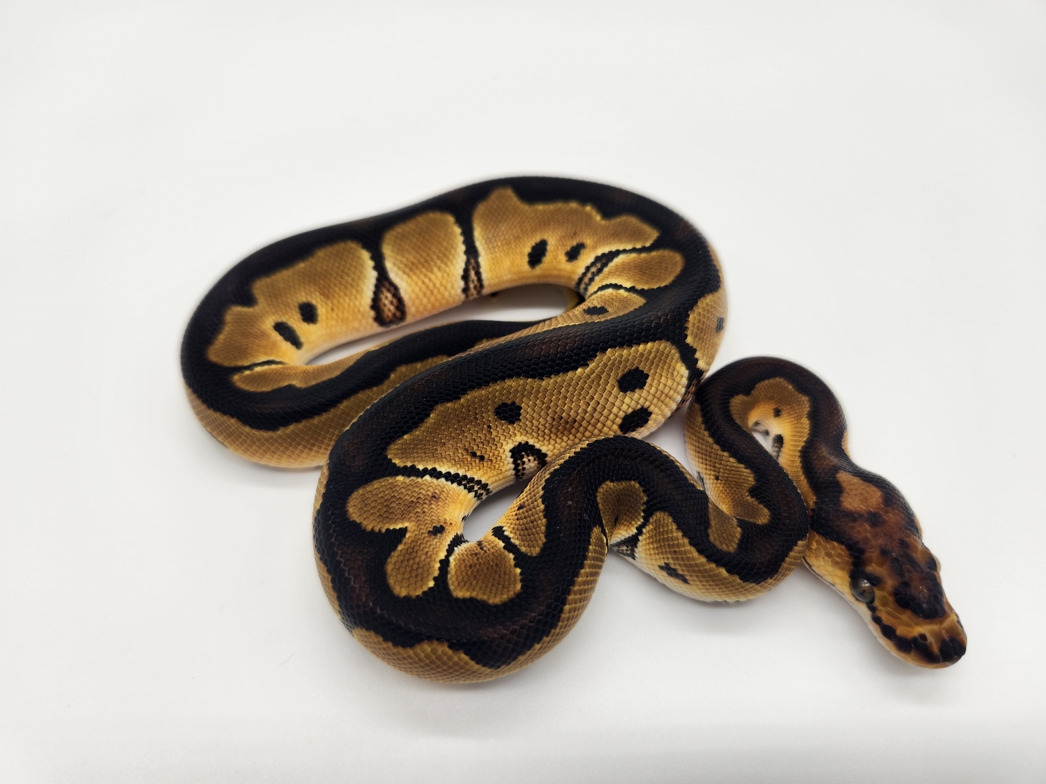 Clown Possible OD Ball Python by Custer Constriction - MorphMarket