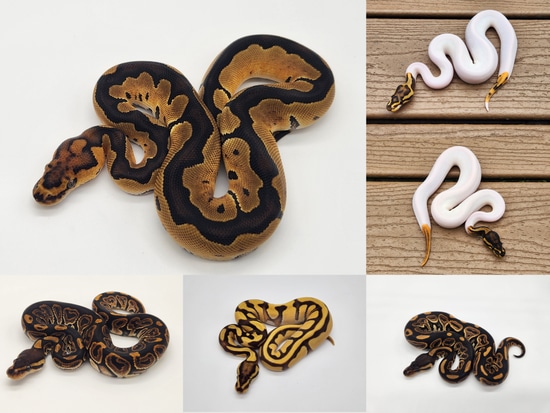 2023 Group Deal#7 Ball Python by Custer Constriction