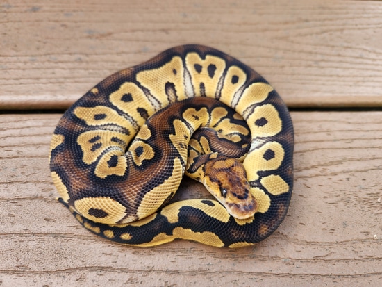 Clown Ball Python by Custer Constriction