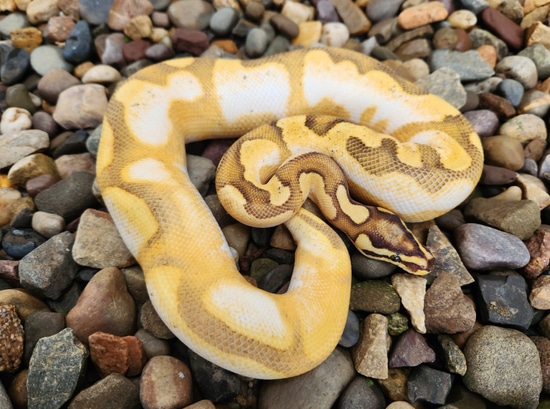 Super OD Calico Enchi Fire Possible YB Ball Python by Custer Constriction