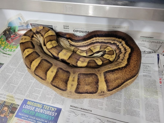 Motley Jungle Het Lipstick Albino BREEDER Boa Constrictor by Custer ...