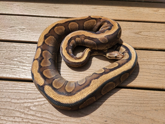 Red Stripe Yellow Belly Ball Python by Custer Constriction