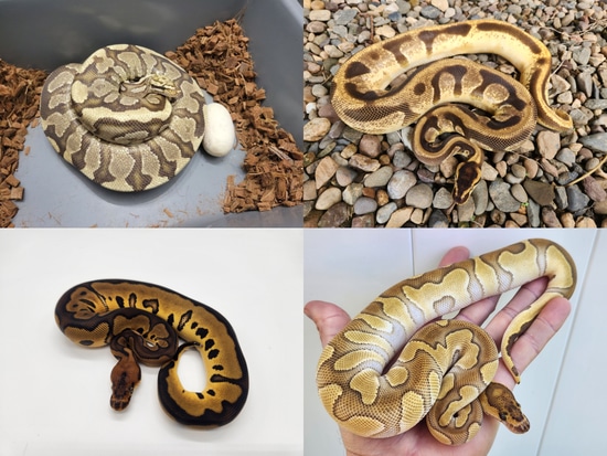 0.4 Female Group Ball Python by Custer Constriction