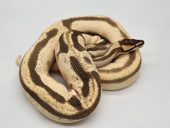 Super OD Enchi Fire Leopard YB Ball Python by Custer Constriction